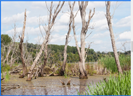 A Geography of “Gepidia” | A Queen's Cup